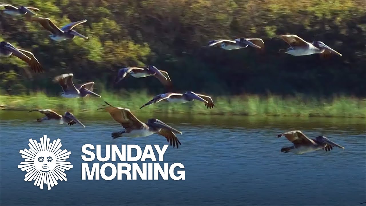 Nature: Brown Pelicans