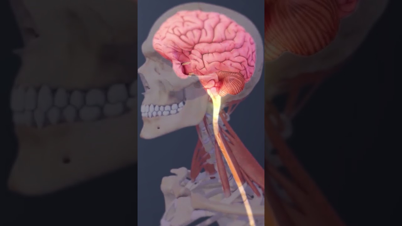 The Biggest Nerve in Your Body & How Your Spinal Cord Controls Everything