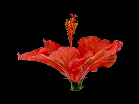 Rim lighting a hibiscus flower #flowers #photography #flowerimages #flowerphotography #photographer