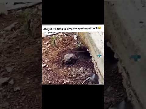 #frog #rat #meme #memes #trending #trend #shorts #trendingshorts #funny #funnyvideo #funnyvideos