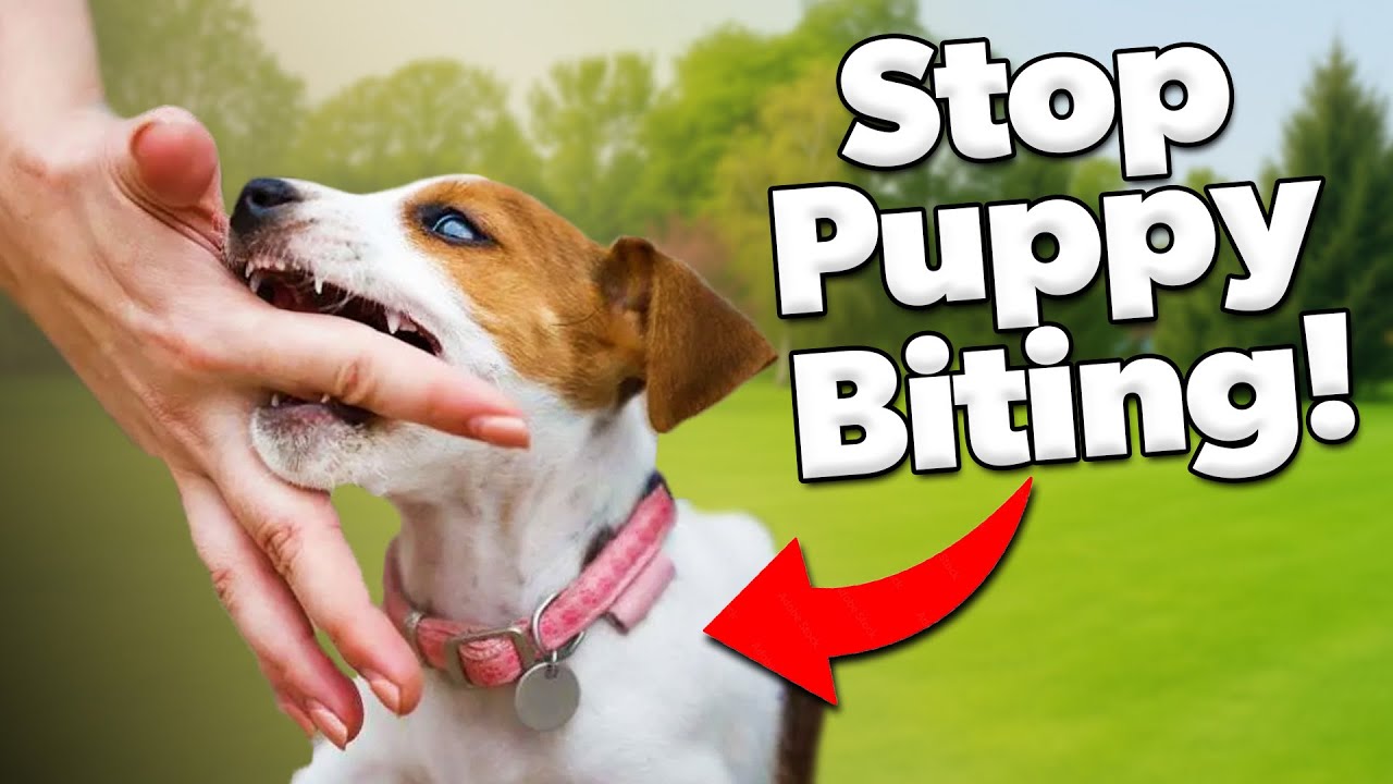 Stop Puppy Biting Today: Proven Trainer Techniques