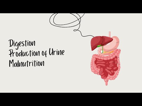 Digestive System | Human Body | @Harmony_huues