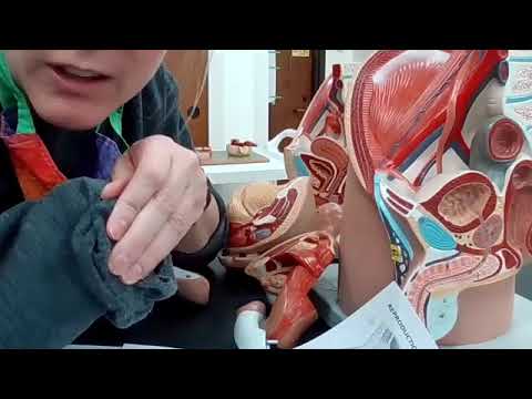 Reproduction lab and Rat Dissection Fall 2020