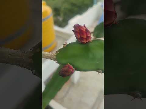 Dragon fruit buds