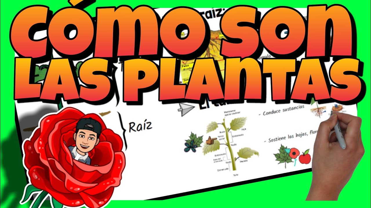 🌷 BRYOPHYTES, PTERIDOPHYTES, GYMNOSPERMS and ANGIOSPERMS | What are PLANTS LIKE?