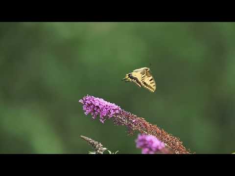 Exploring the Beauty of Nature: A Close-Up Look at Papilio Machaon Butterflies | Acoustic Embers