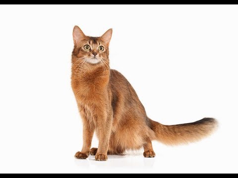 Information Regarding the Somali Cat | Somali Cat