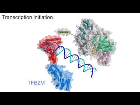First Movie of Human Mitochondrial Transcription