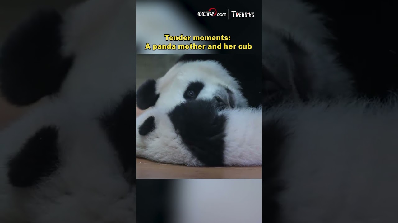 Tender moments: A panda mother and her cub