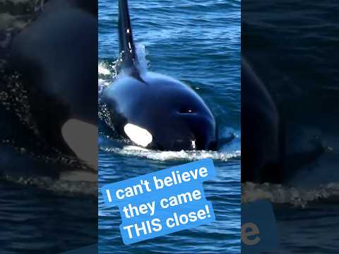Killer whales swim right to me! #orcaencounter