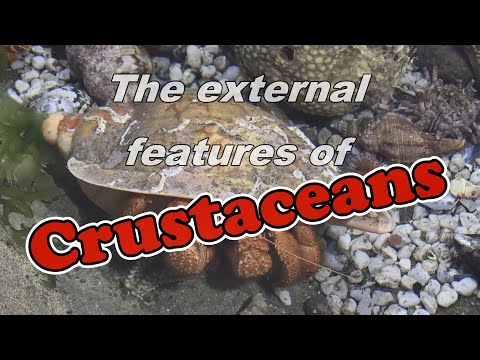 External features of crustaceans