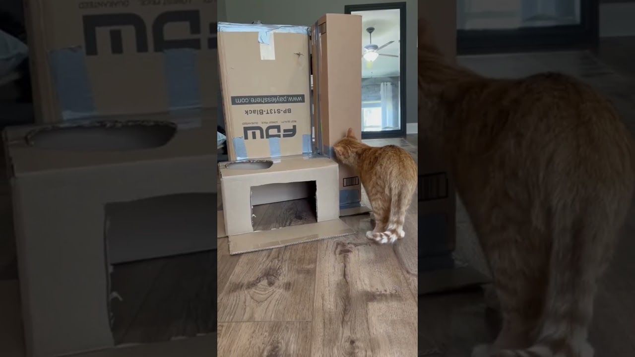 CARDBOARD CAT FORTRESS 😱