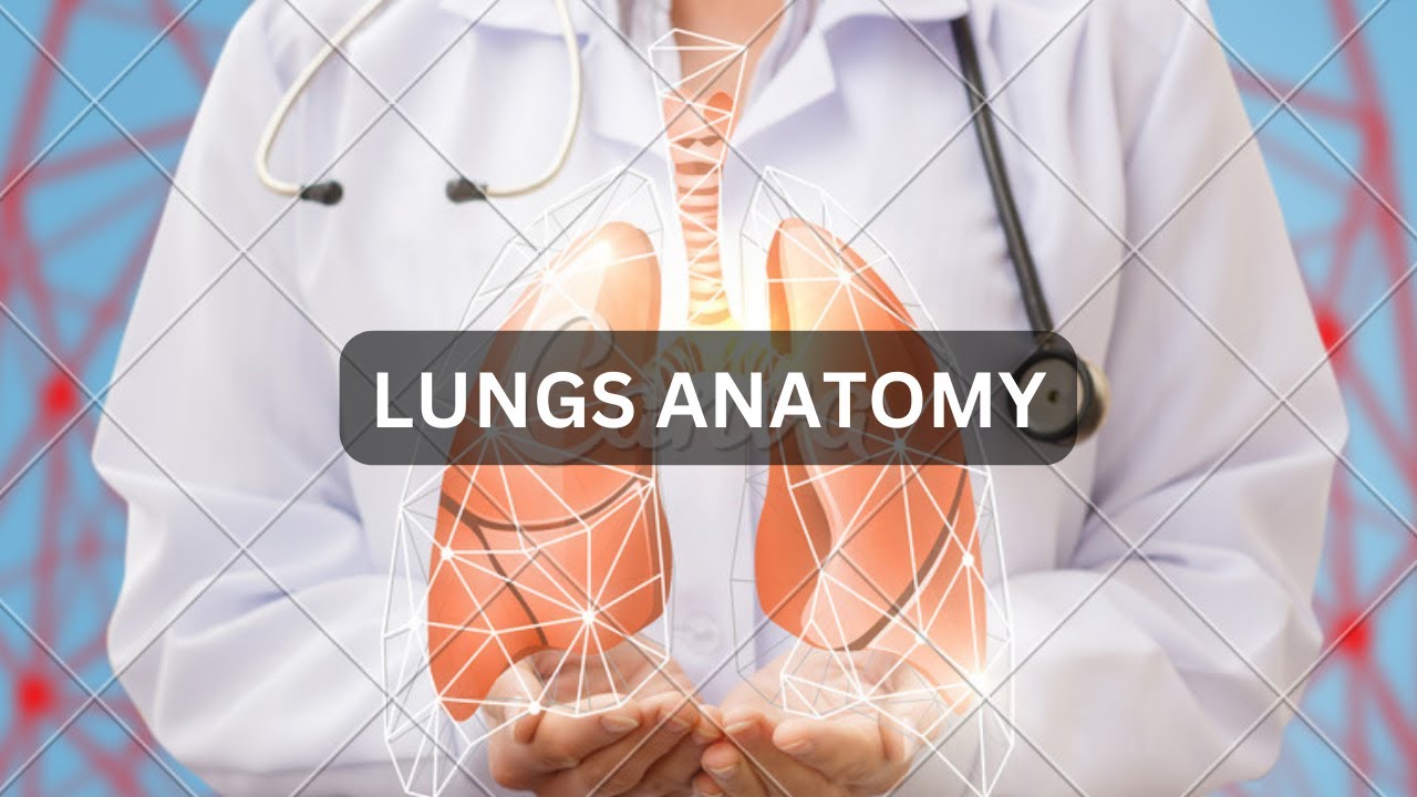 The Anatomy of Lungs