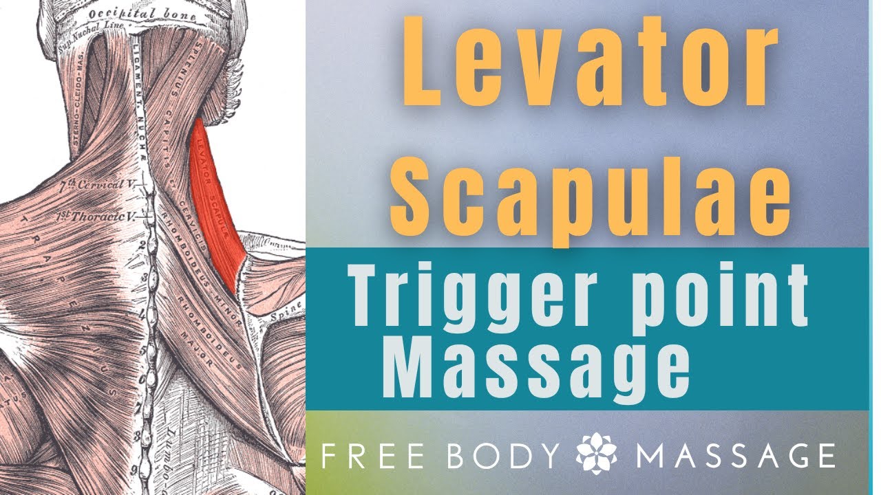 Trigger Point Massage of Levator Scapulae