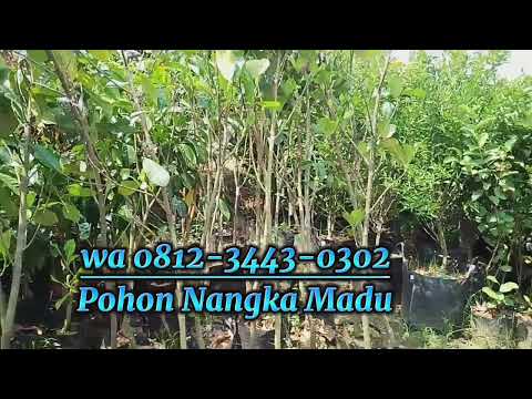 Jual Bibit Pohon Nangka Madu Super Unggul Bisa Berbuah Dalam Pot Siap Di Order