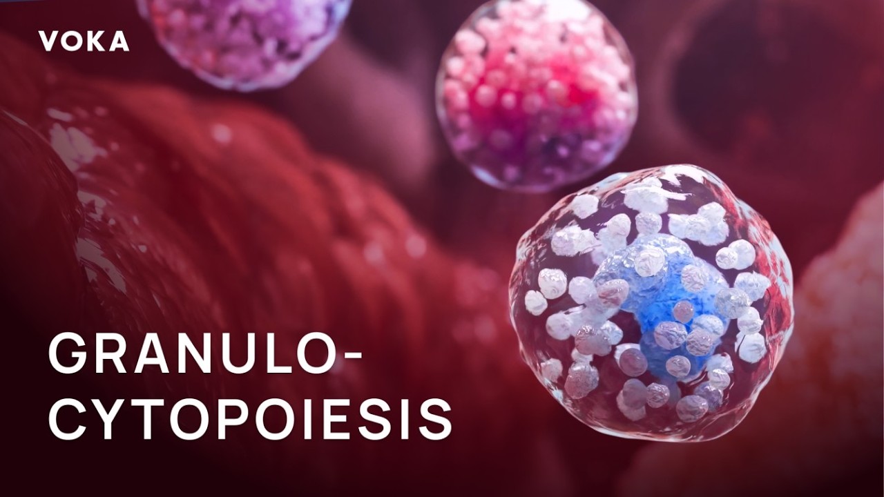 Granulocytopoiesis Explained in 3D: From Myeloblast to Mature Granulocytes