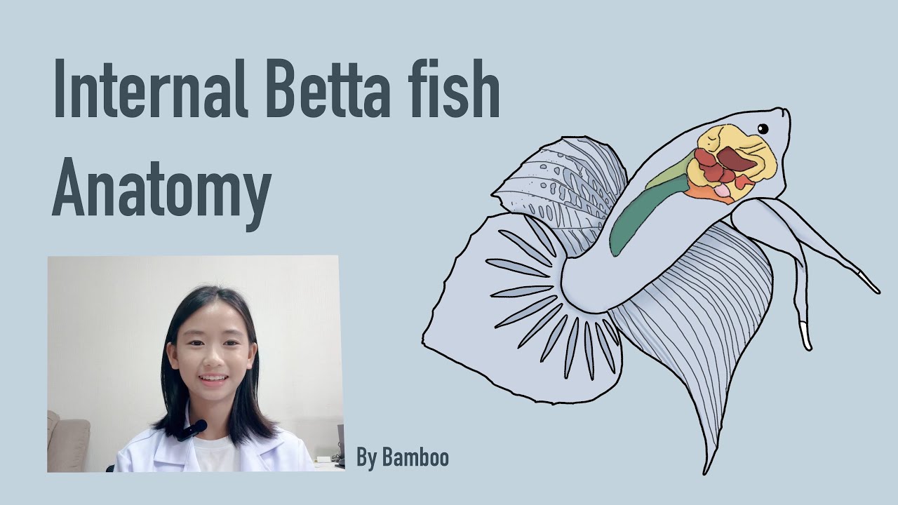 Anatomy : Internal Betta fish Ep.2