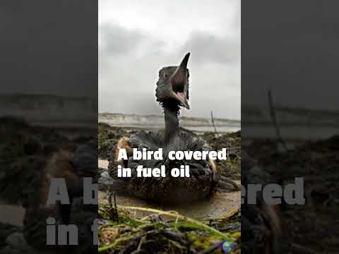 Plastic Pollution: Heart-Breaking Photos of Animals Suffering
