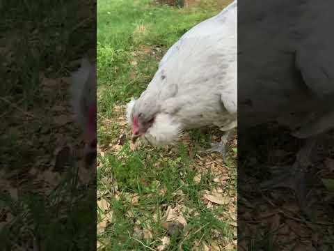 Small, fluffy dinosaurs (free ranging Ameraucana chickens)