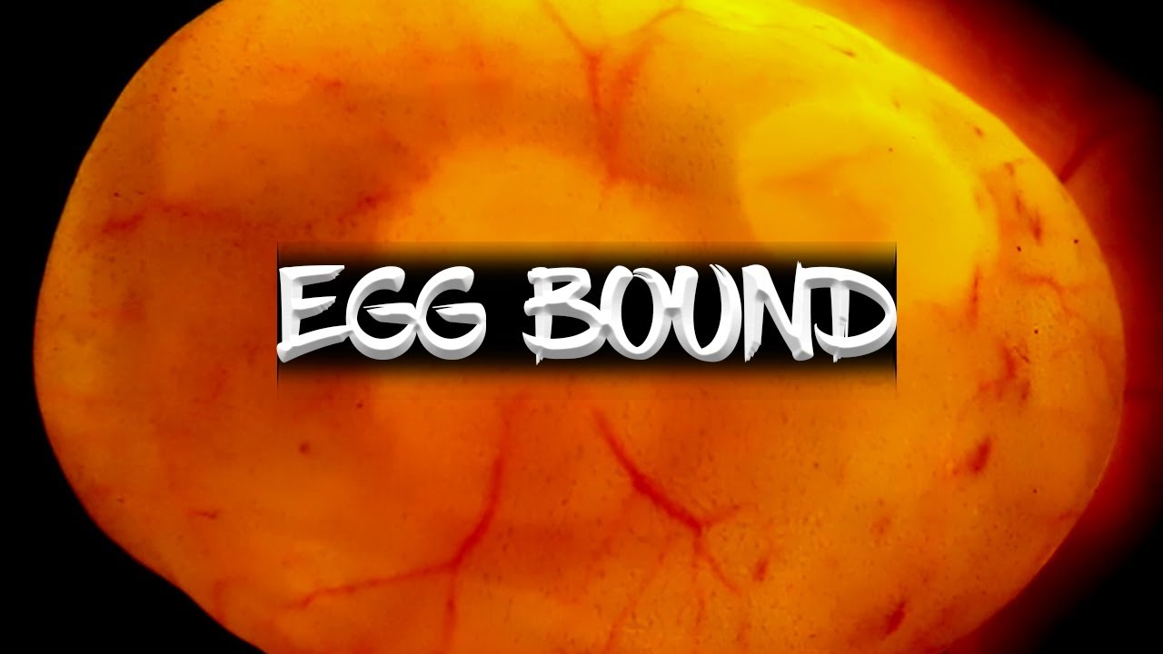 My Ball Python is EGG BOUND! (OH NO!)