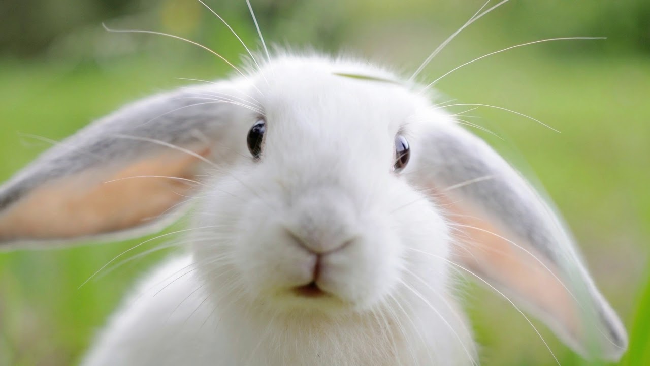 Animal Sounds (Rabbit) | Rabbit Sounds Effects