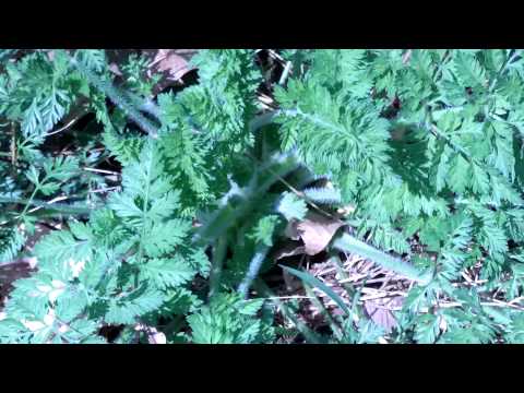 WILD CARROT - OR WHAT ?