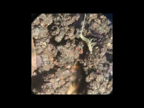 Geophilus flavus (Family: Geophilidae) – Wildlife Garden