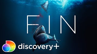 Fin streaming: where to watch movie online?