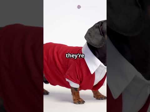 10 Hilarious Fun Facts About Dachshunds!
