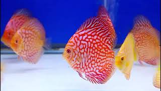 Disco - Red Checkerboard - World Discus