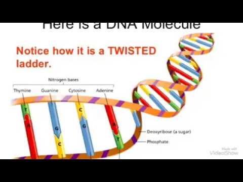 Explanation of DNA Model Components