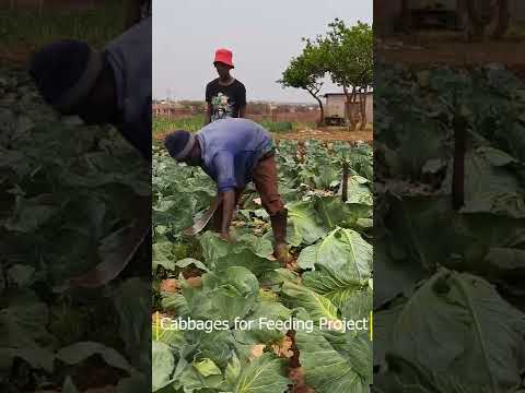 Cabbages Zimbabwe