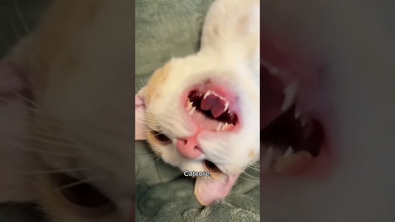 Funny CAT Moments 😂😂 episode 10997 #funnycats #cats #funnyanimals #petsofinstagram