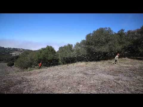 More ladder fuel removal from an oak grove in Carmel Valley | Sudden ...