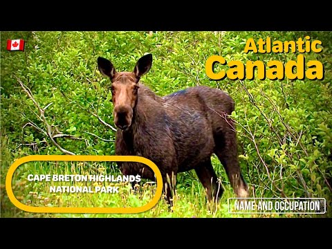 Cape Breton Highlands National Park Moose | Atlantic Canada 🇨🇦 | Travel vLog | 2009