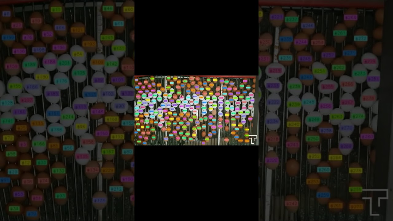 RF DETR: Real Time Egg Detection