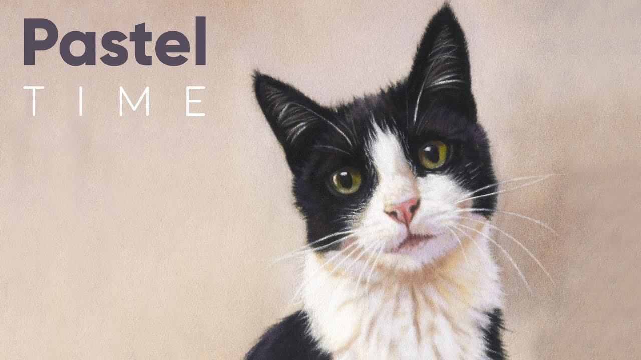 Tuxedo Black and White Cat in Soft Pastel - Timelapse
