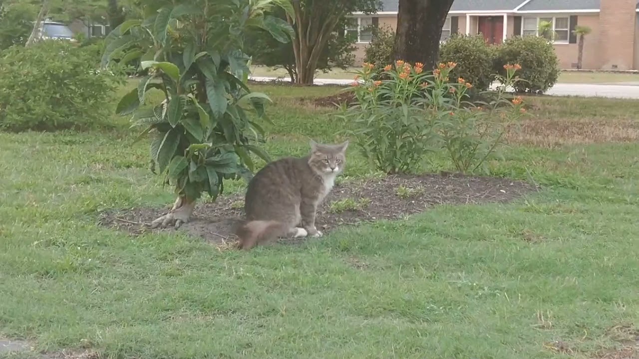 Vladimir Von Kitter @ 6-21-3019 ish