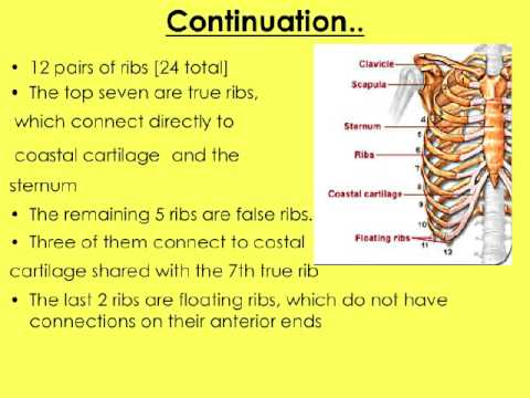 P4 skeletal ppt