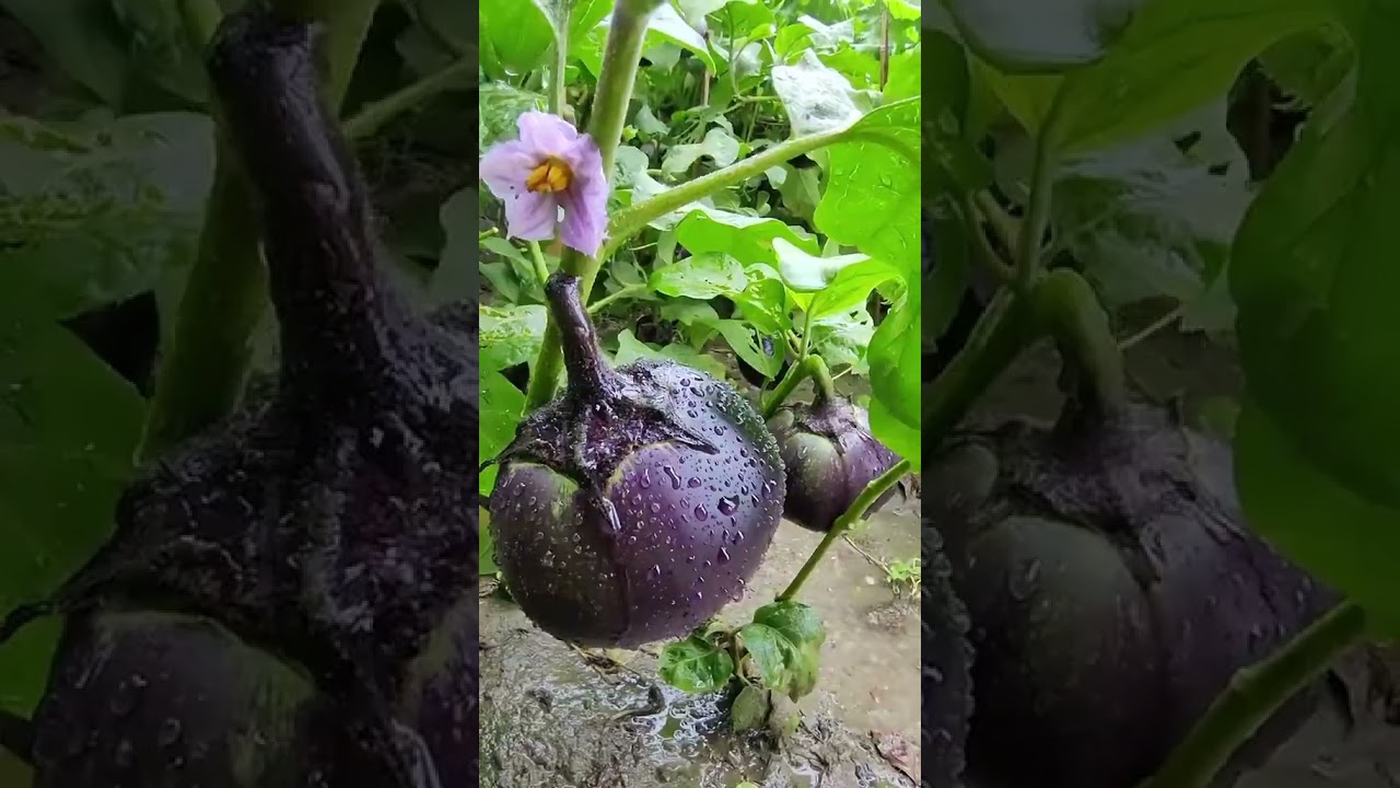 Village life #travel #usa #afghanistan #neutral #newyork #kabul #khost #taxes ￼￼