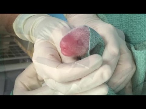 Giant panda gives birth to second cub at National Zoo
