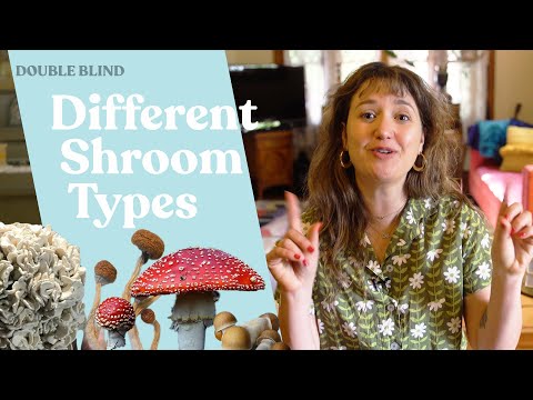 Mushroom Types 101 🍄 | DoubleBlind