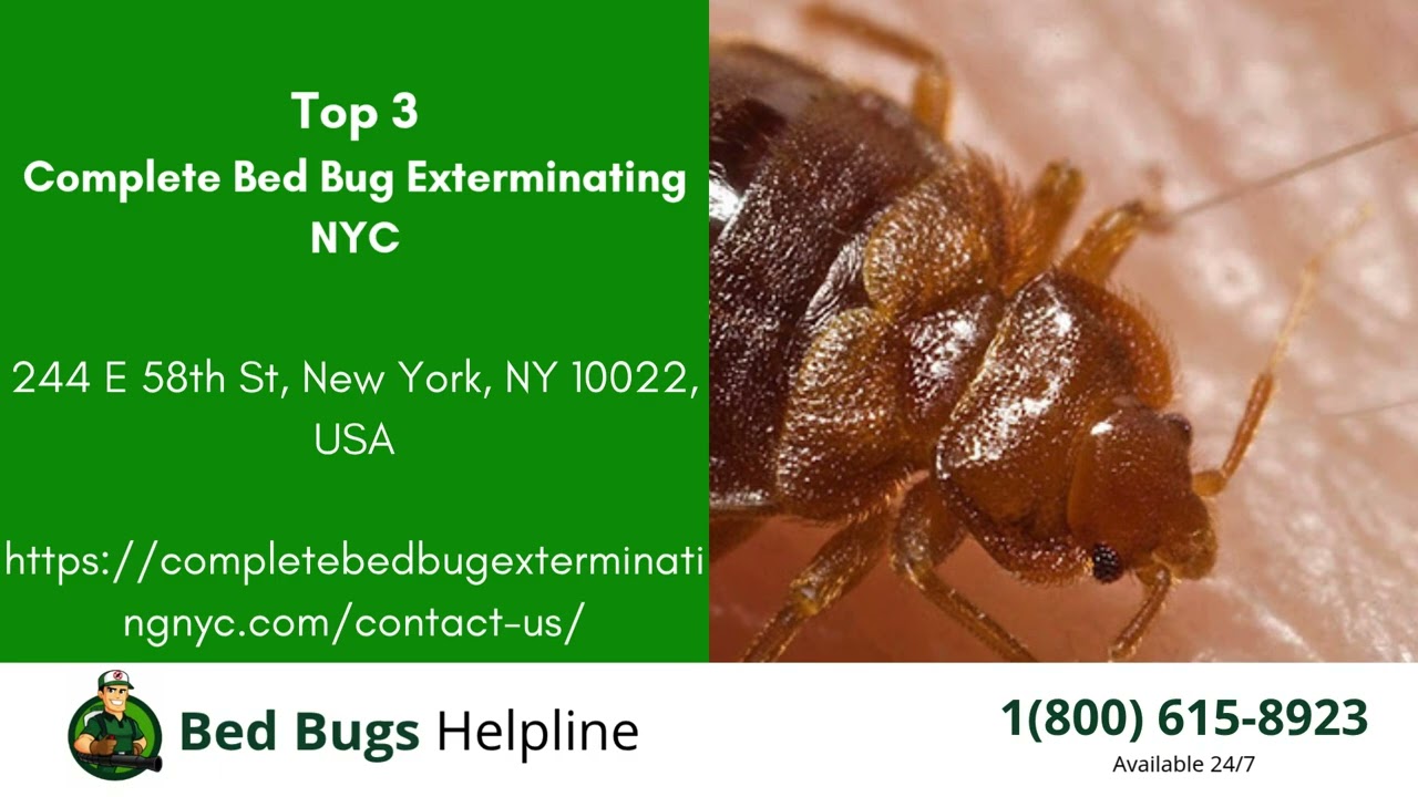 Top 3 Bed Bug Removal in Brookfield