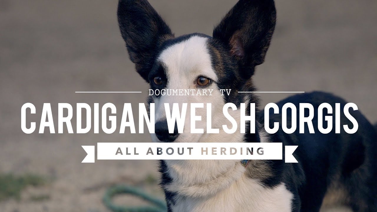 CARDIGAN WELSH CORGI ALL ABOUT HERDING