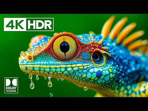 OMG😮JAW DROPPING 4K HDR TEST Dolby Vision (4K Video)