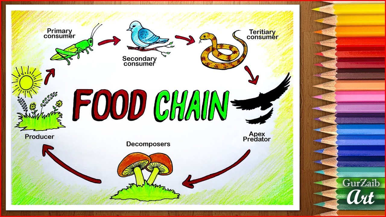 How to draw Food Chain Diagram poster chart drawing for beginners ( easy ) step by step