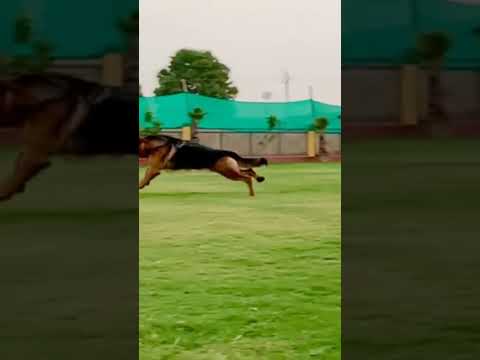 German Shepherd in Action???? #shorts #trending