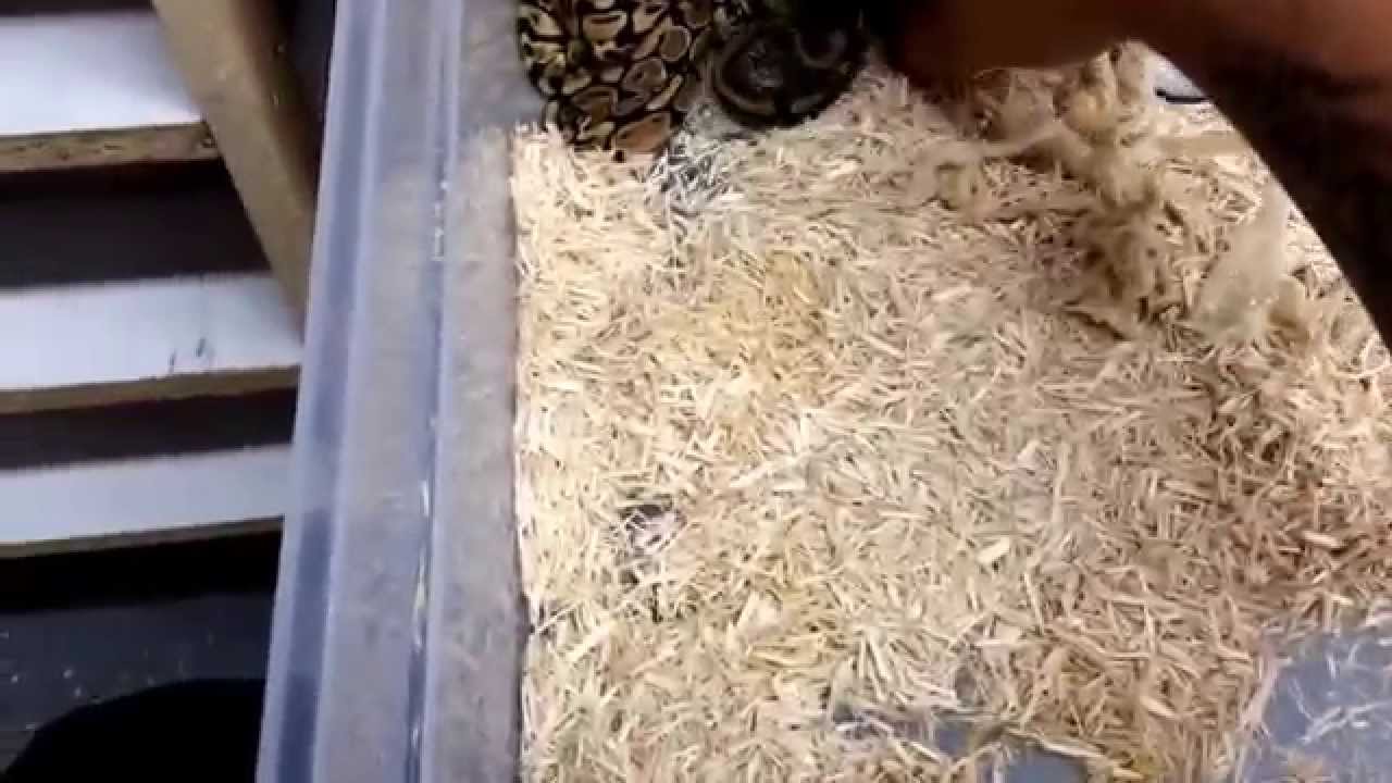 Update of Ball Python clutch #2
