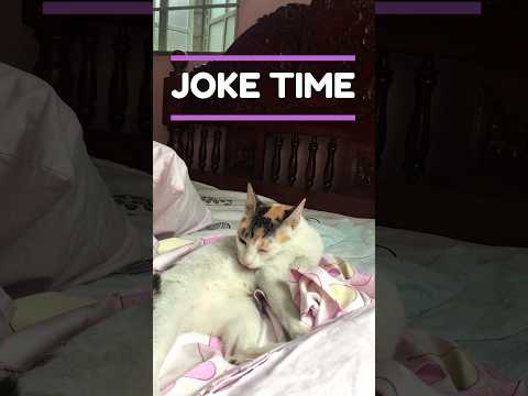 Silly Cat Jokes 2 #shorts