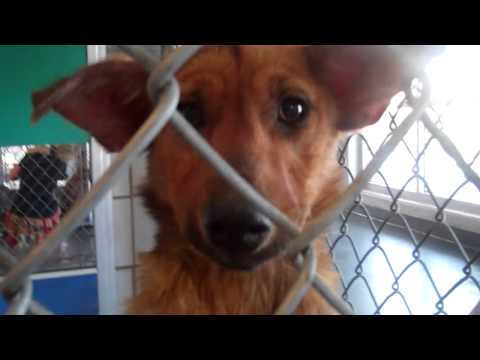 KILL DATE: 6-9 KENNEL ID#A172442